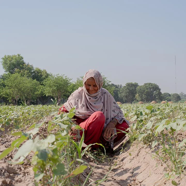 Que signifie le label BCI Cotton ? - Better Cotton Initiative