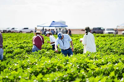 What the BCI Cotton label means - Better Cotton Initiative