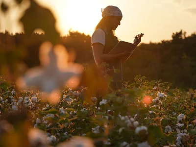 Sourcing BCI Cotton - Better Cotton Initiative