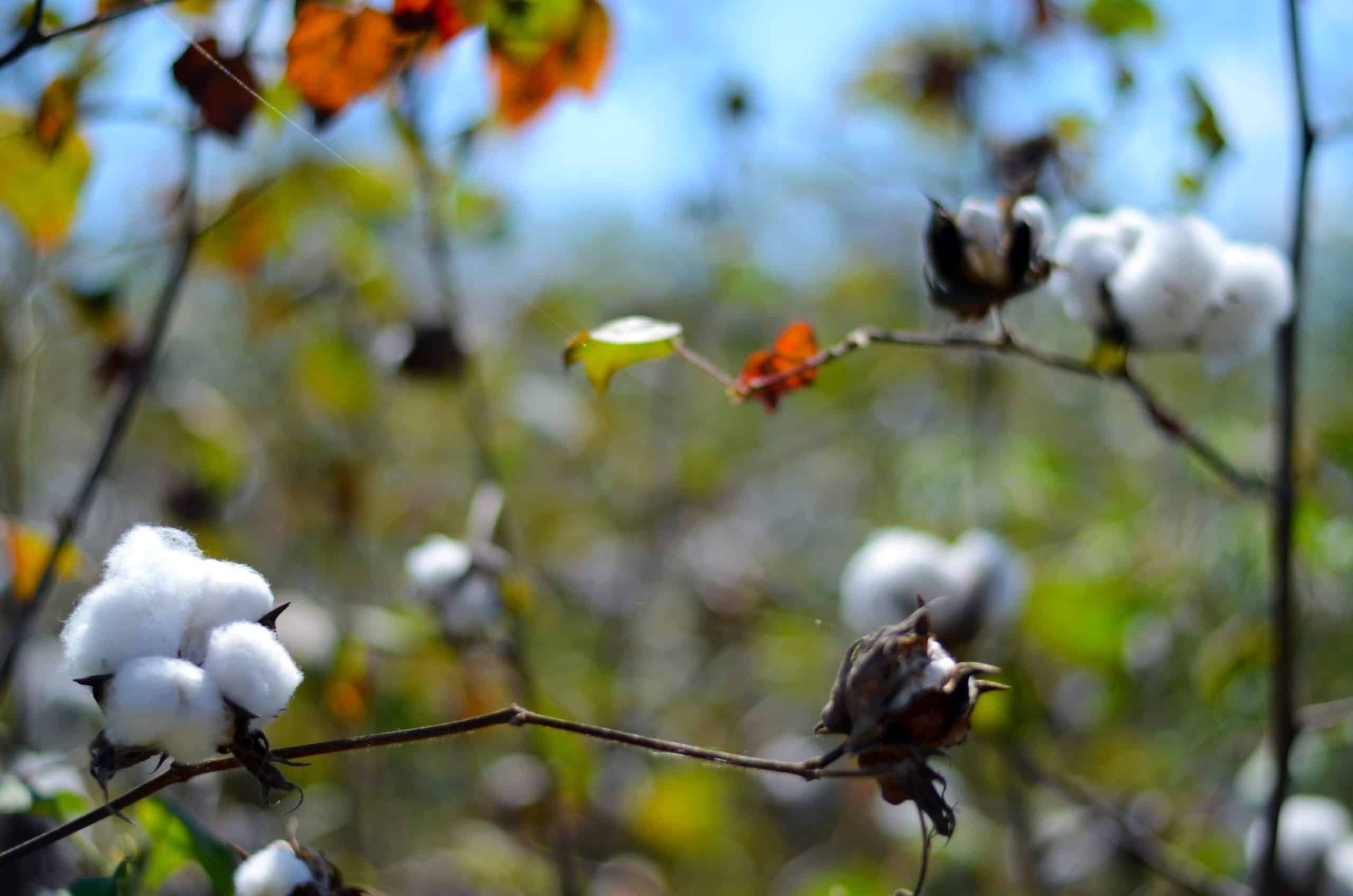 Careers - Better Cotton