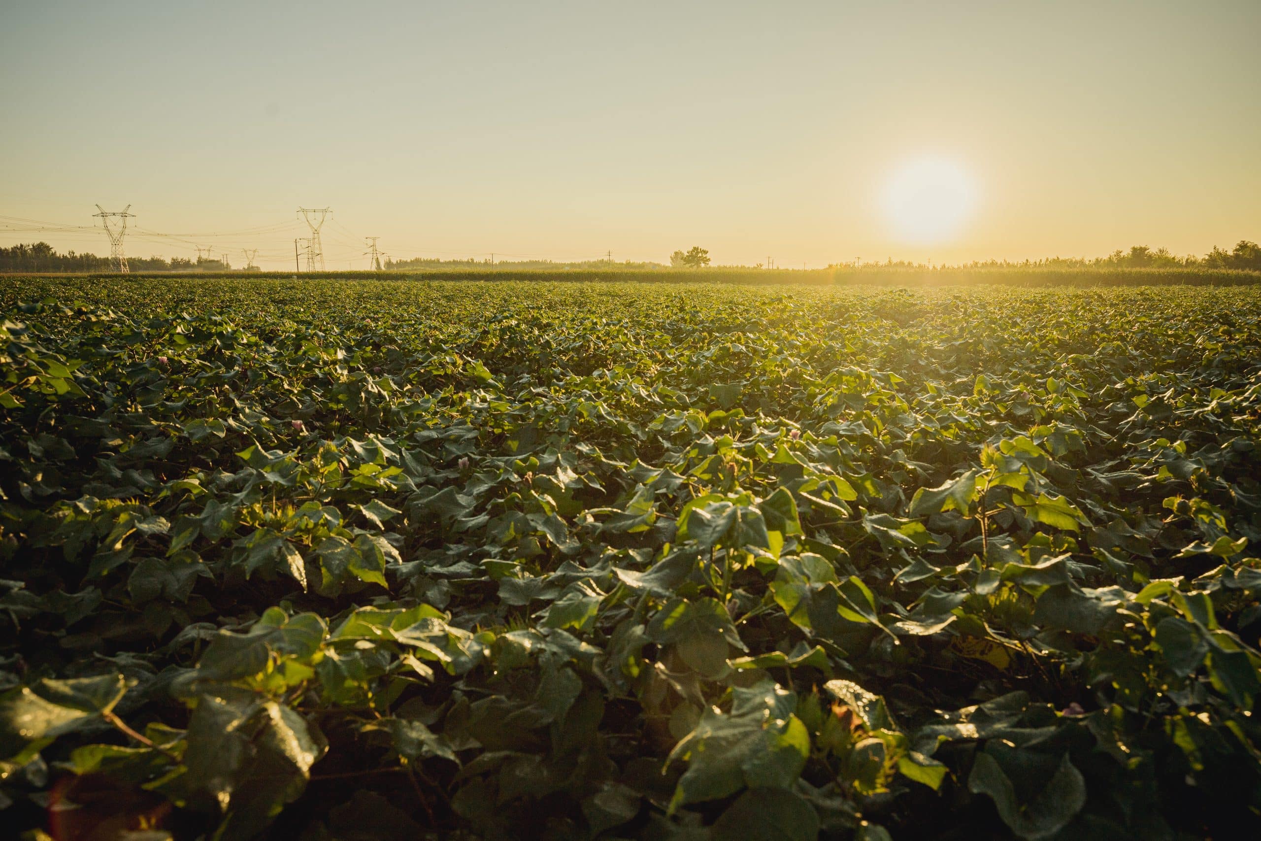 Careers - Better Cotton