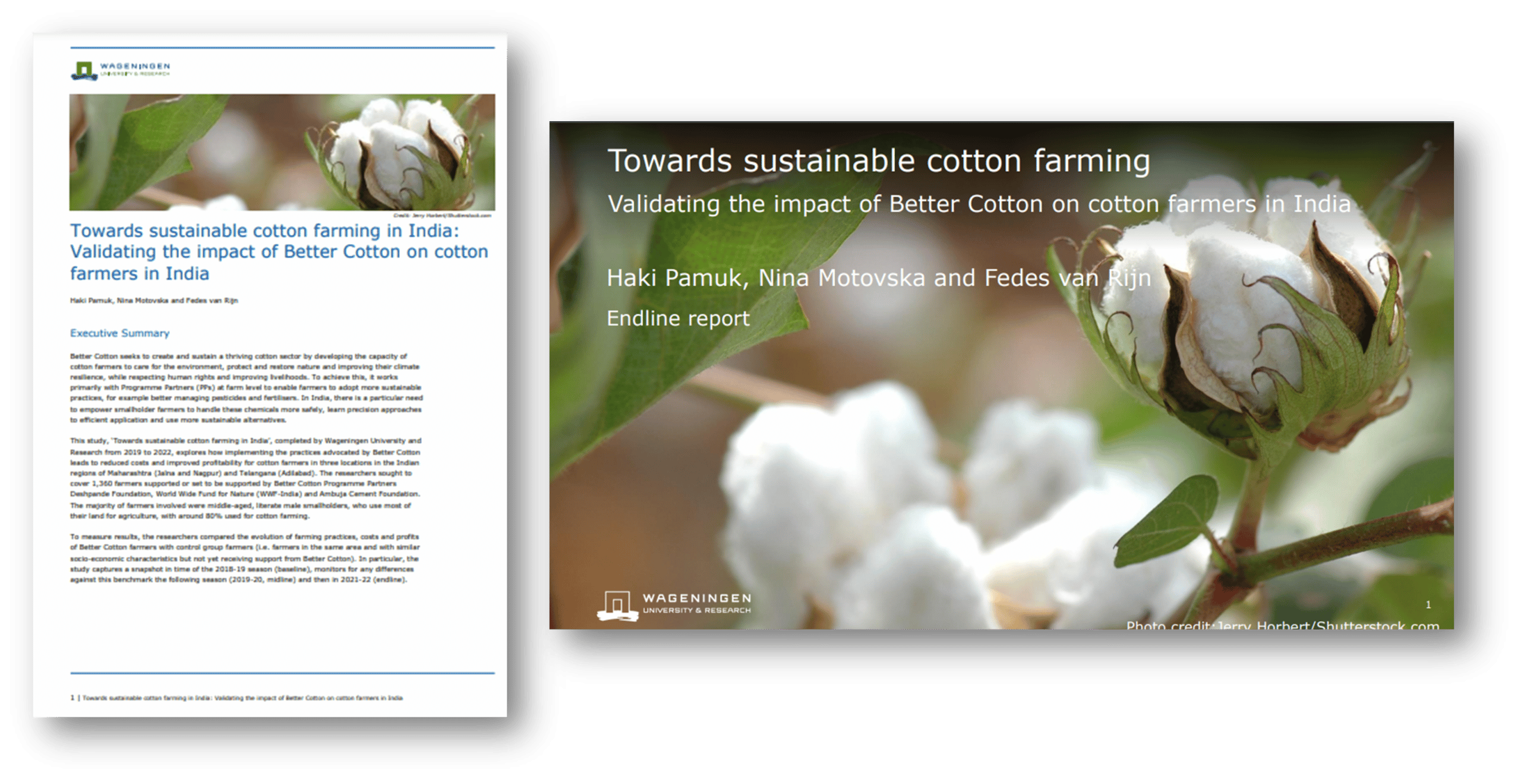 New study on Better Cotton’s impact in India shows improved ...