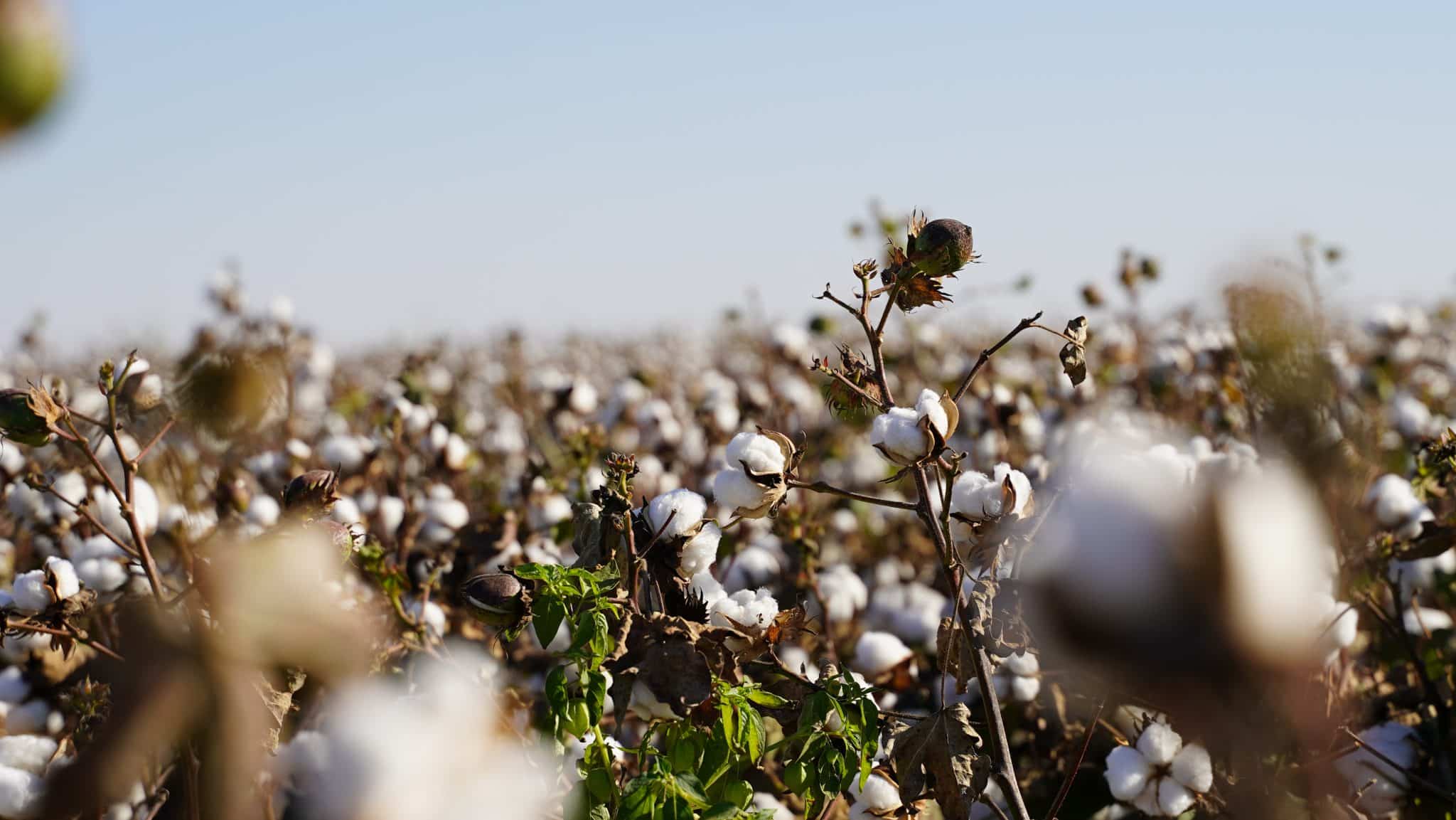 Better Cotton Initiative: tutto inizia dagli agricoltori