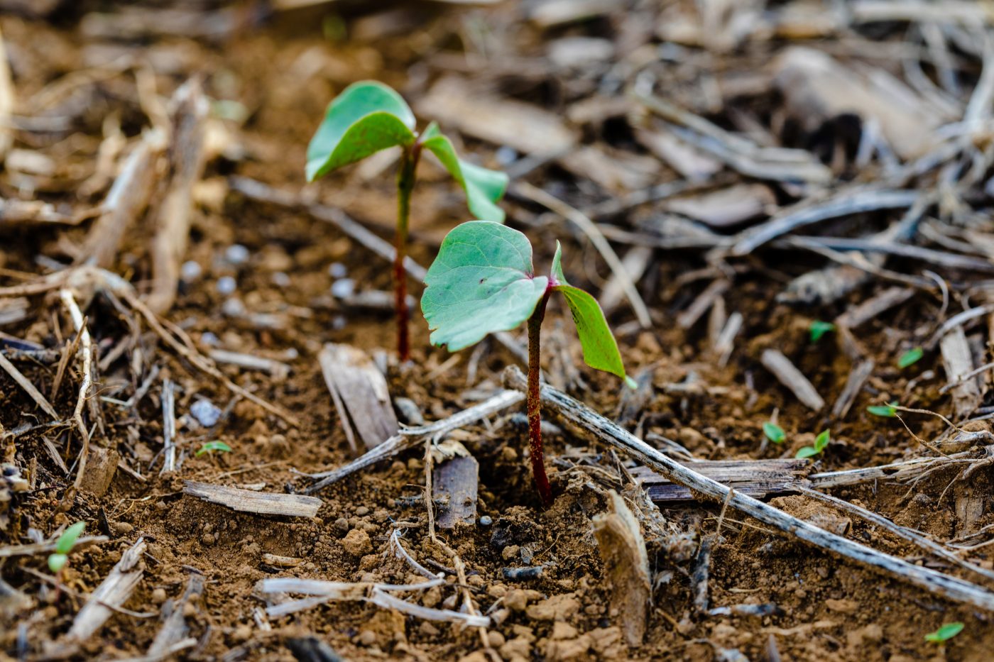 Better Cotton Principles and Criteria: How the Revised P&C Informs Our ...