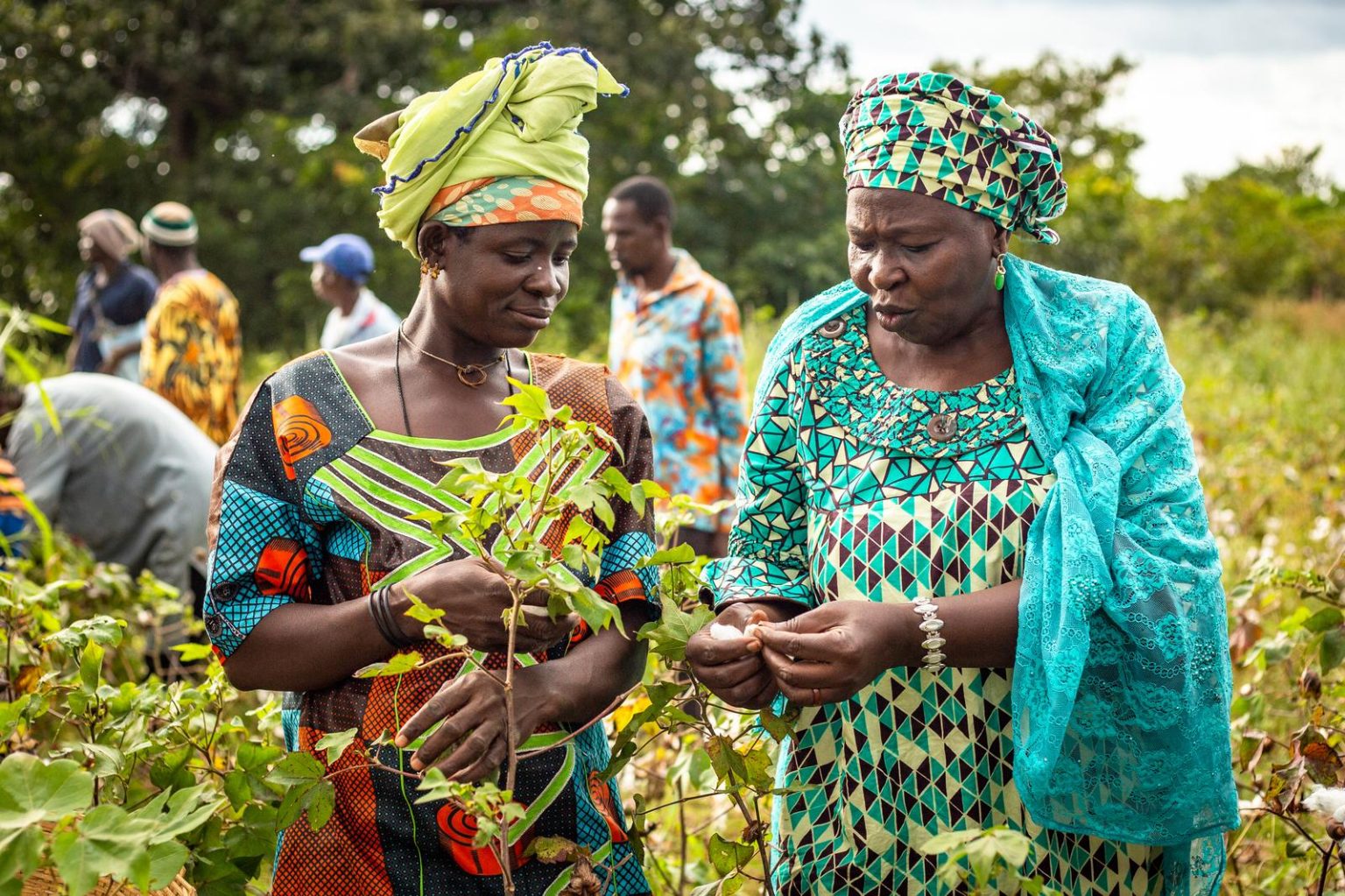 Sustainable Livelihoods: How Our New Principle Supports Better Cotton’s ...