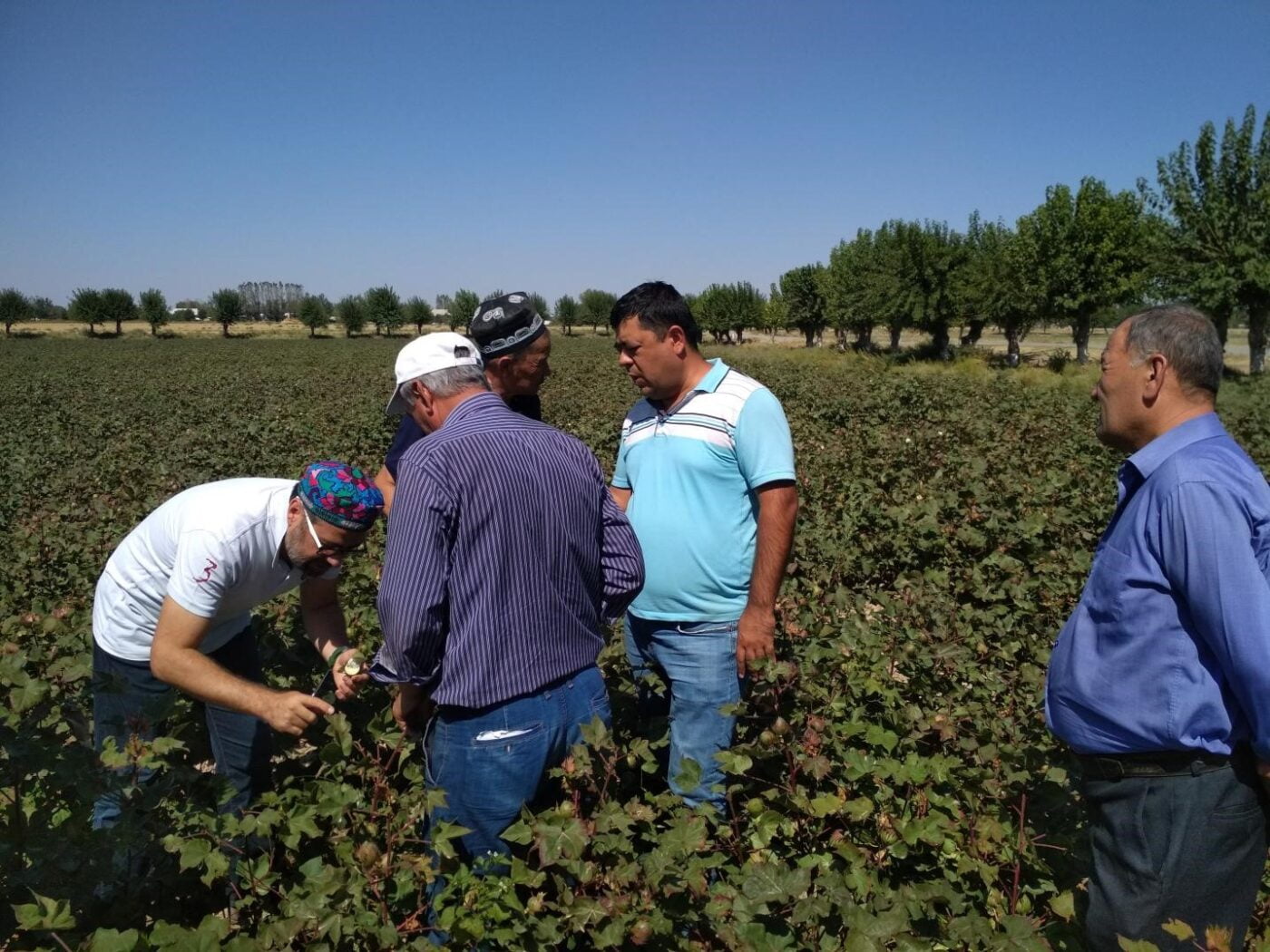 Better Cotton in Uzbekistan - Better Cotton
