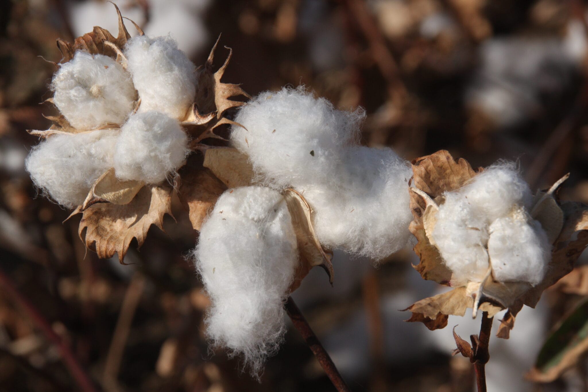 Better Cotton and Israel Cotton Board Renew Standard Recognition ...