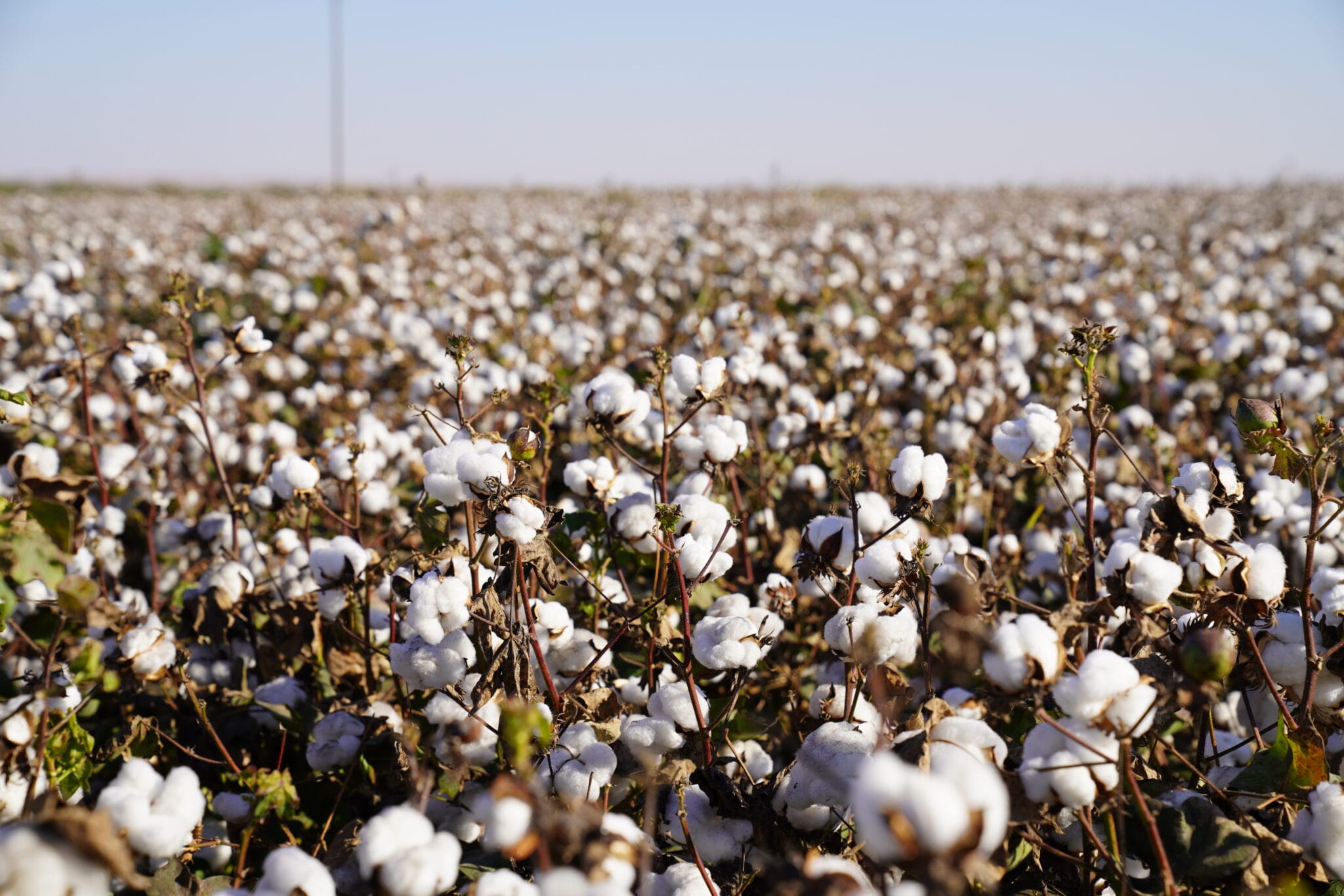 Better Cotton Initiative: tutto inizia dagli agricoltori