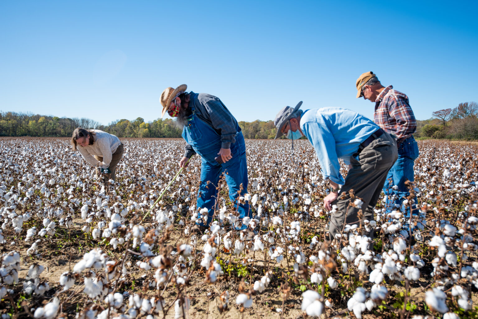Better Cotton’s 10-Year US Impact Report Shares Key Data Insights and ...