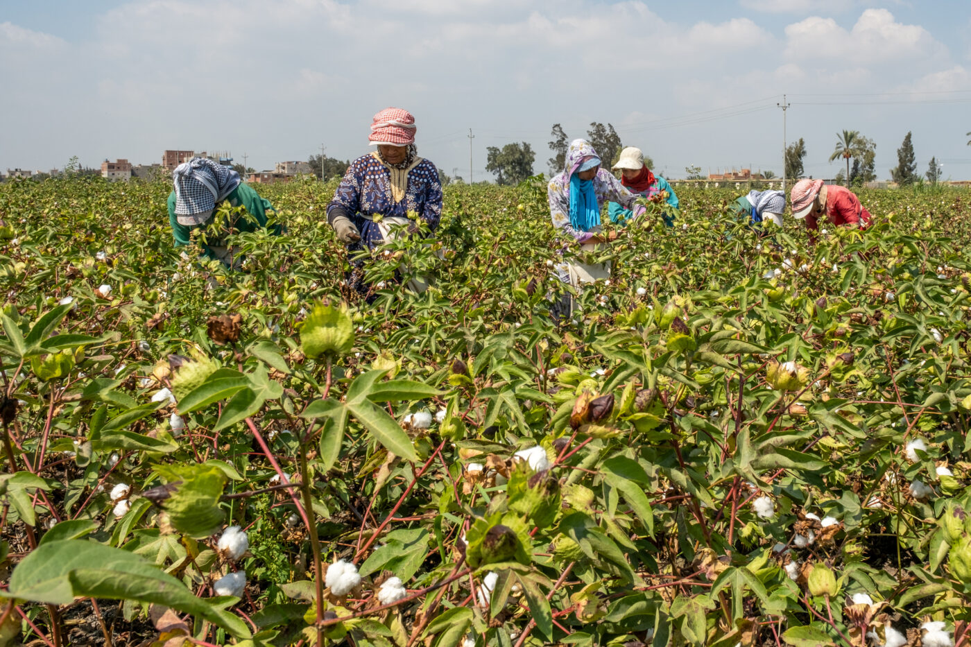 Jamoatchilik maslahati boshlandi: Yaxshiroq paxta tamoyillari va ...